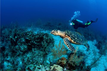 Home - scubadivingaruba